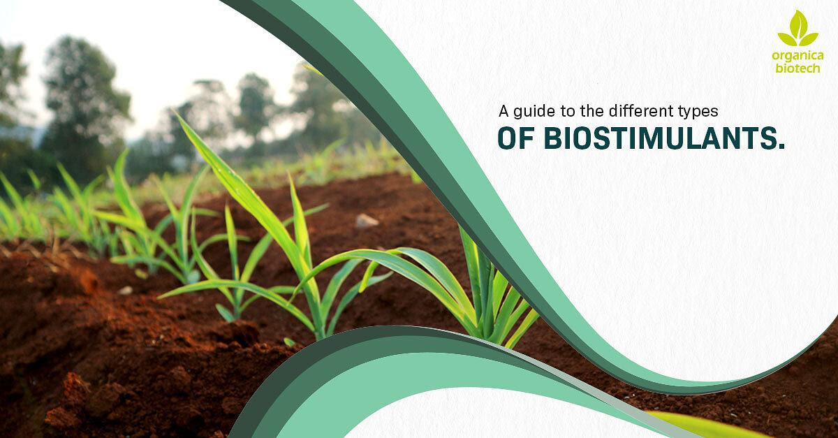 Guide To Different Types Of Biostimulants In Farming