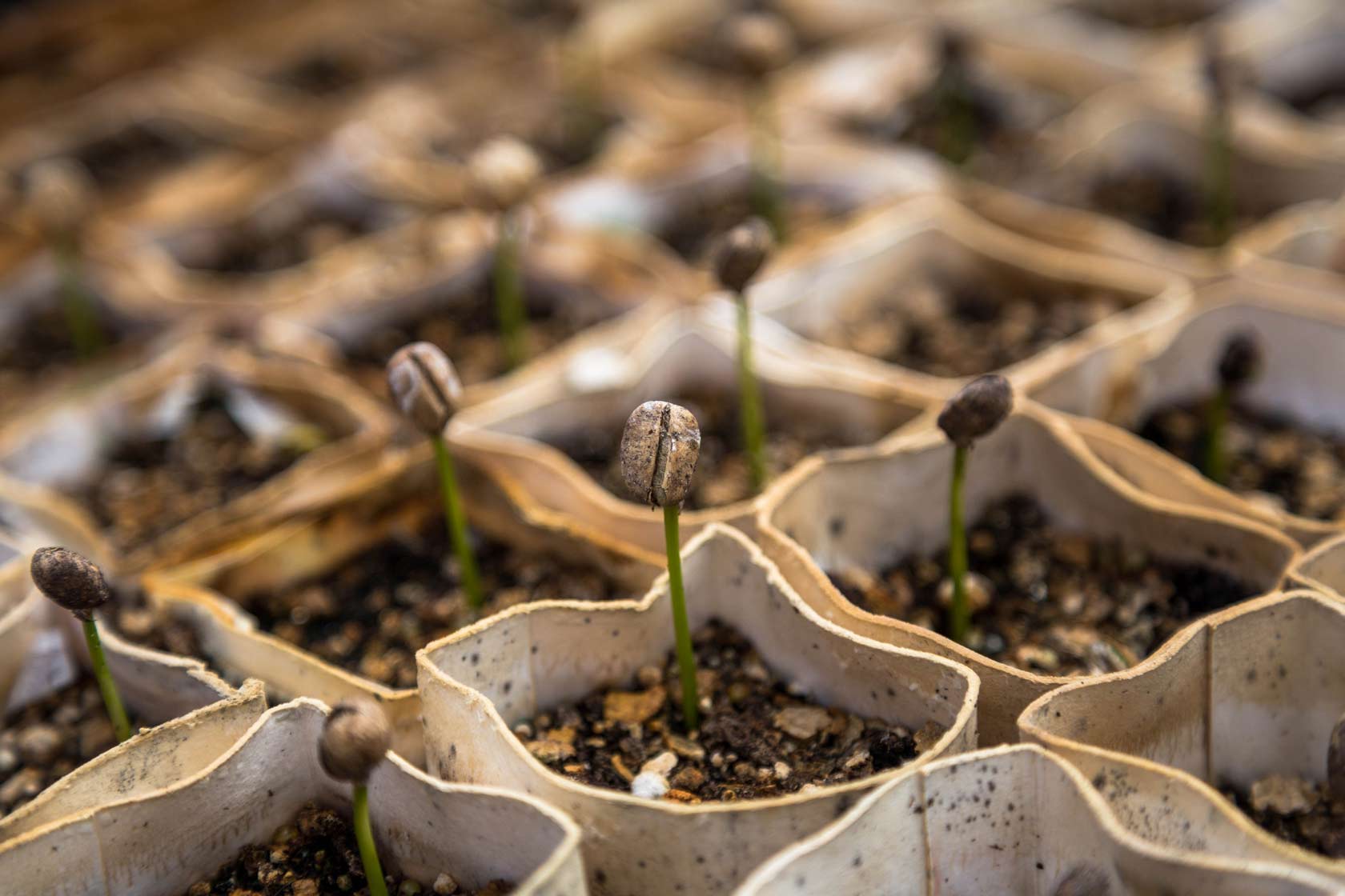 Role Of Biological Seed Treatment In Sustainable Farming