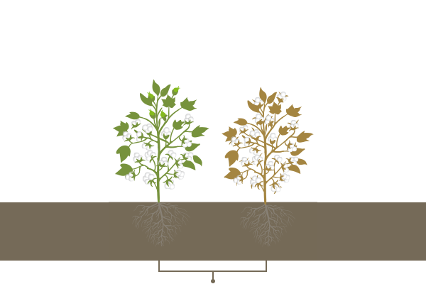 Cotton Growth Promoter - Cotton Crop Solutions - Organica Biotech