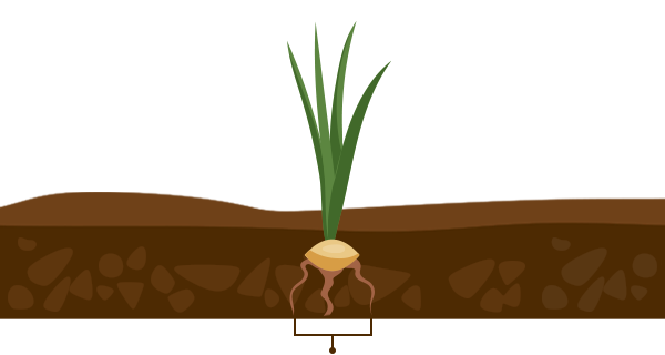 Biofertilizer For Rice Crop - Rice Farming Solutions