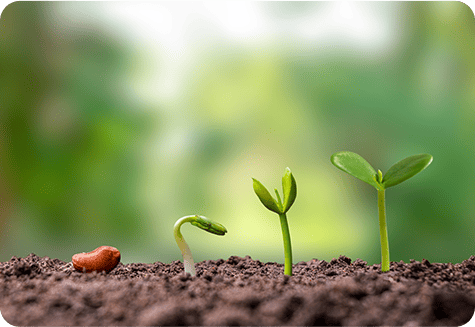Seed Application - Seed Treatment Products And Solutions - Organica Biotech