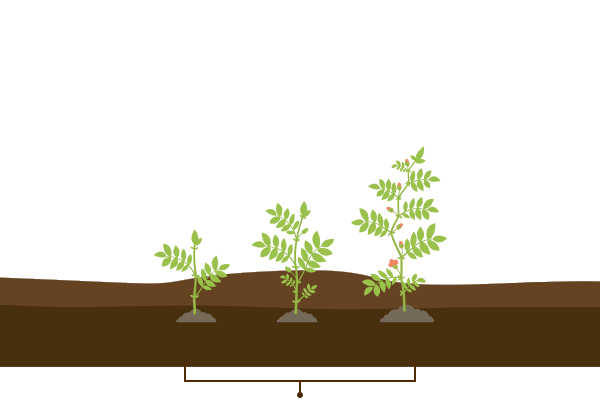 Chickpea Crop - Chickpea Farming Solutions - Organica Biotech