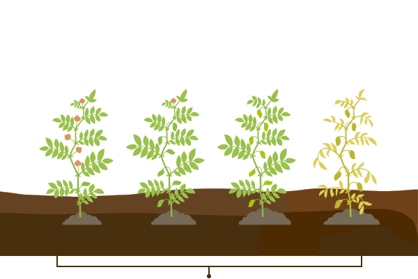 Chickpea Crop - Chickpea Farming Solutions - Organica Biotech
